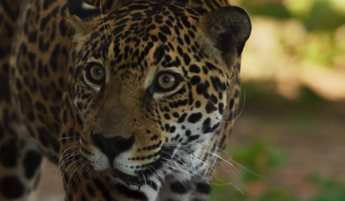 Maria Marruá ressurge para salvar Juma de José Lucas em Pantanal